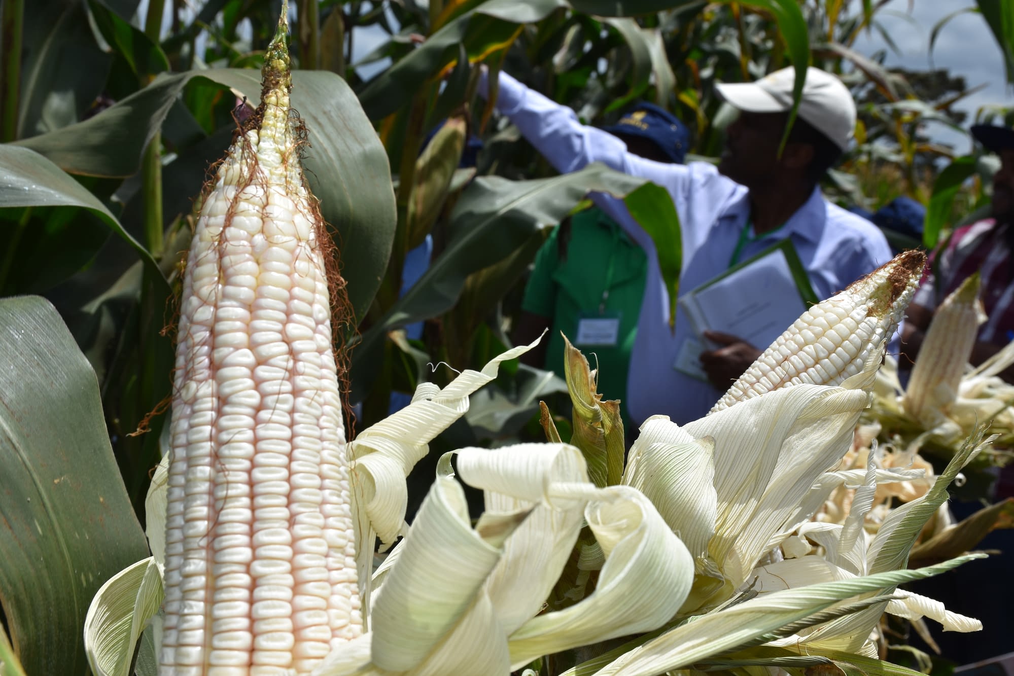 Drought tolerant maize: Long-run science, investments, and partnerships pay off in Africa – CIMMYT