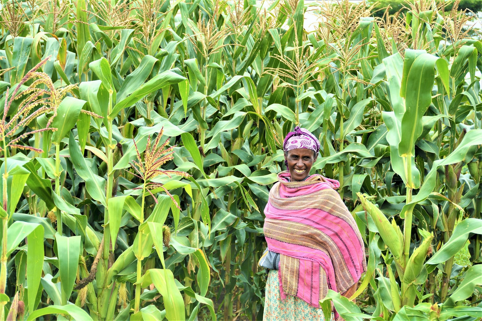 Ghana – CIMMYT
