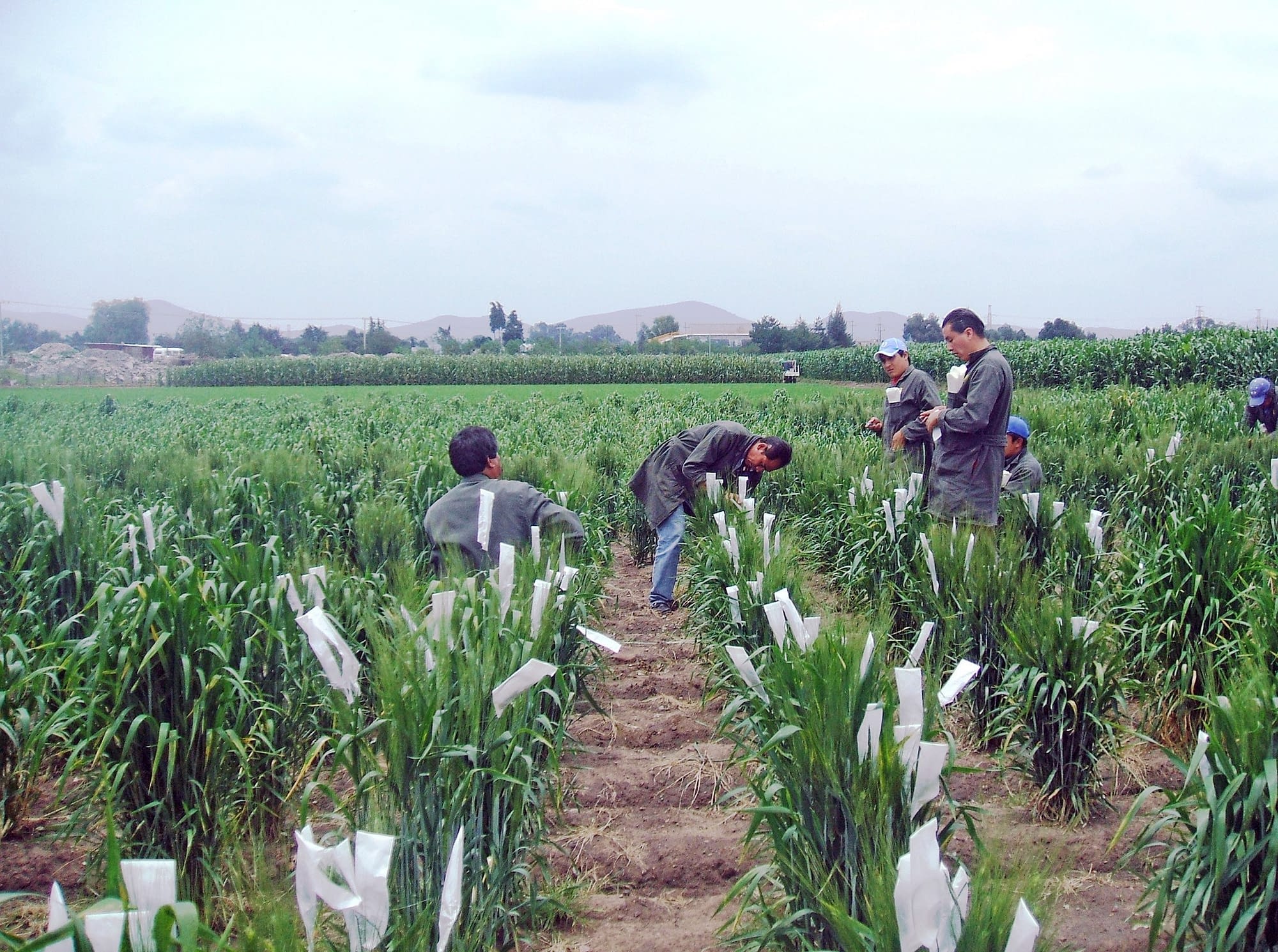 Webinar explores continuous improvement approach to plant breeding – CIMMYT